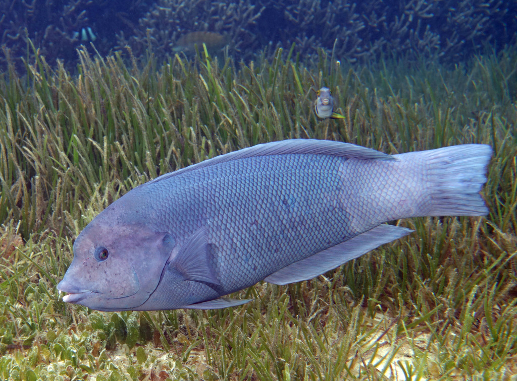 Double header (Lord Howe Island) · iNaturalist