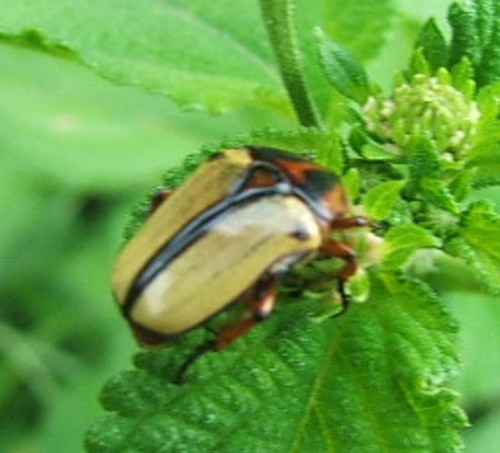 Anisorrhina umbonata (Cetoniinae (Fruit Chafers) of Southern Africa ...