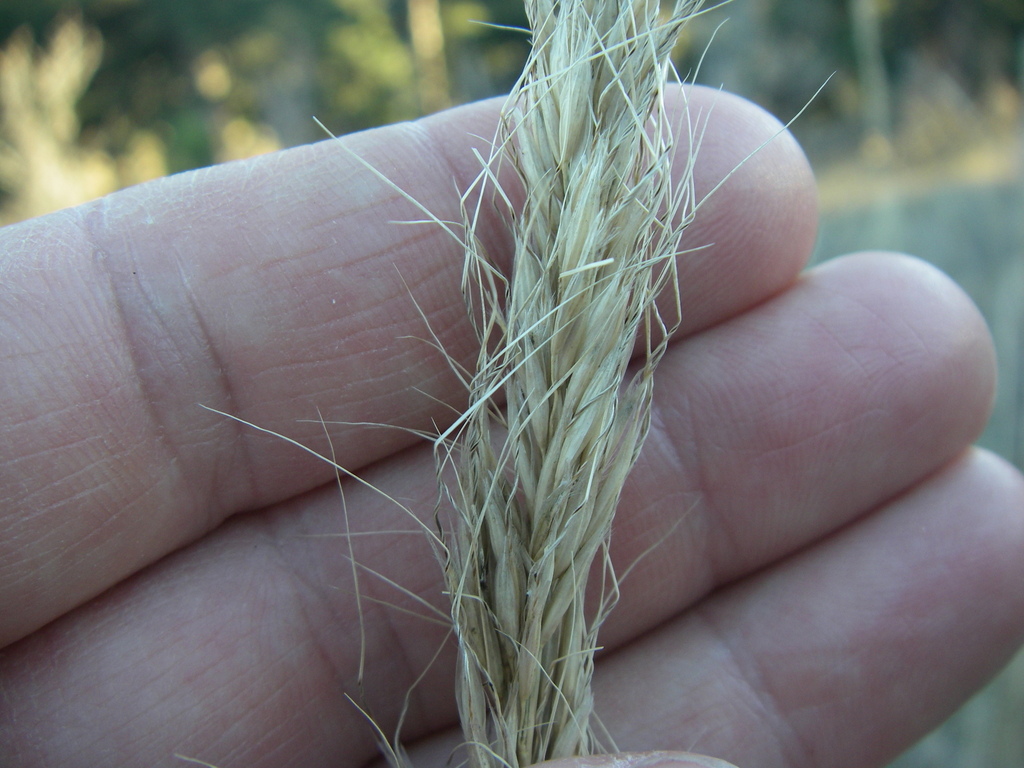 Green Needlegrass (Plants of Lathrop State Park) · iNaturalist