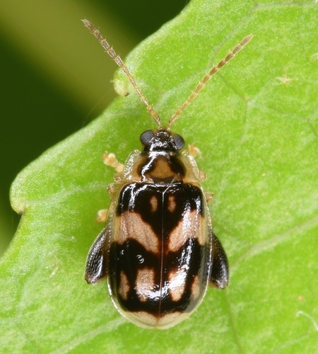 Capraita obsidiana · iNaturalist