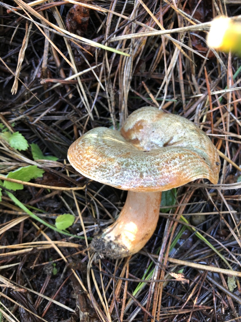 Red-bleeding Milk Cap from The Headlands, Pacifica, CA, US on January ...