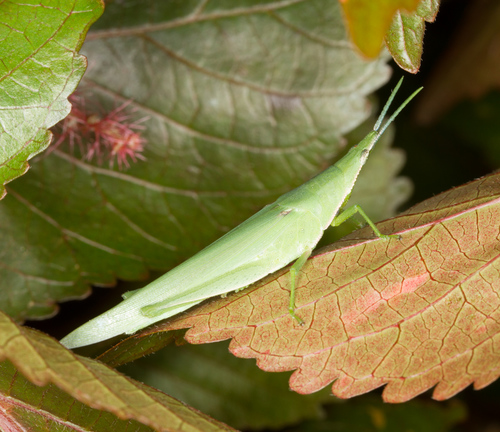 Atractomorpha sinensis sinensis 亞種 · 愛自然-臺灣(iNaturalist Taiwan)