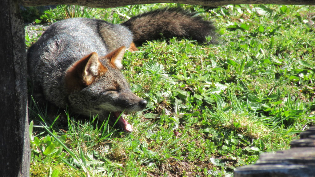 Darwin's Fox in October 2019 by martinoli · iNaturalist