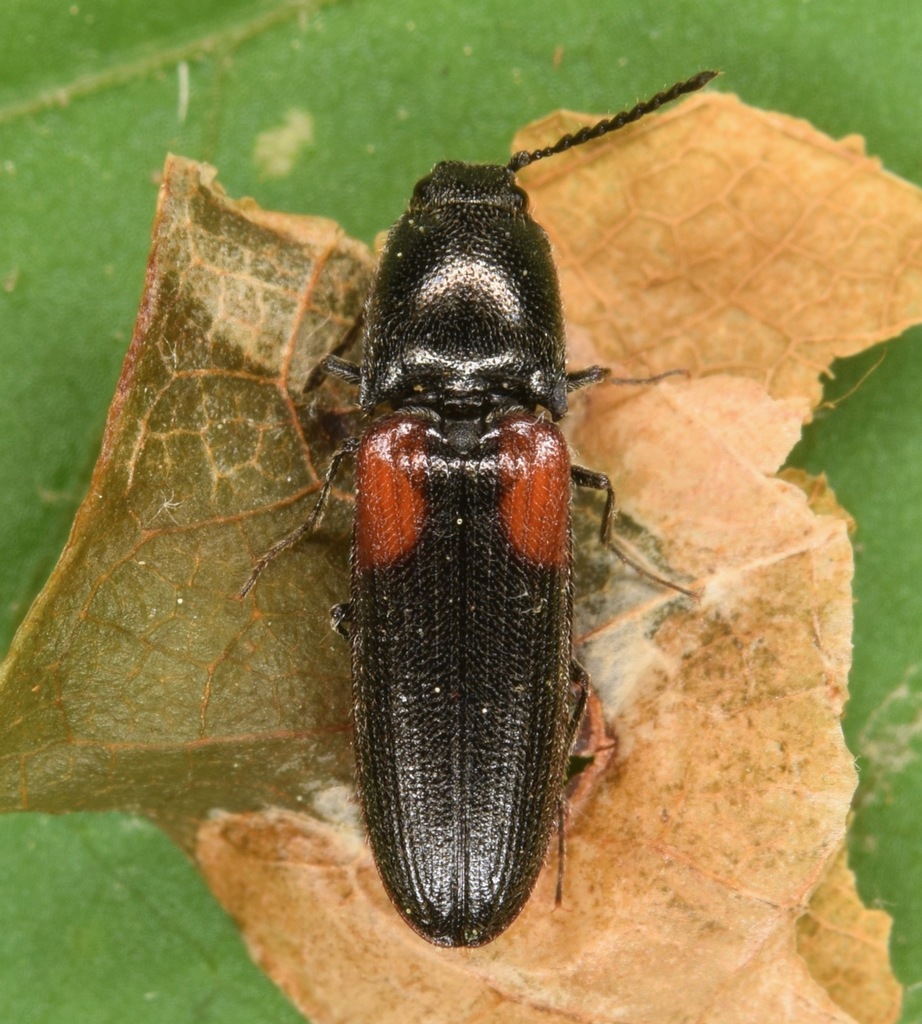 Gambrinus stigma (Click Beetles [Elateridae] of Georgia) · iNaturalist