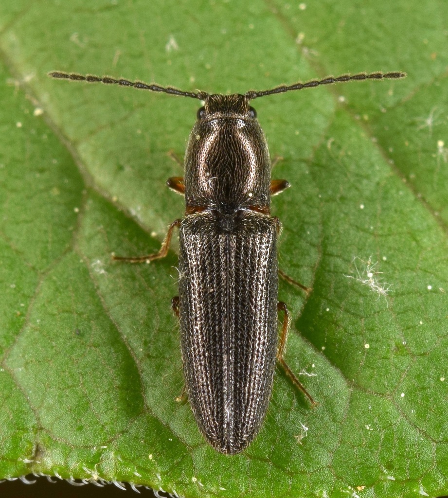 Limonius basilaris (Click Beetles [Elateridae] of Georgia) · iNaturalist