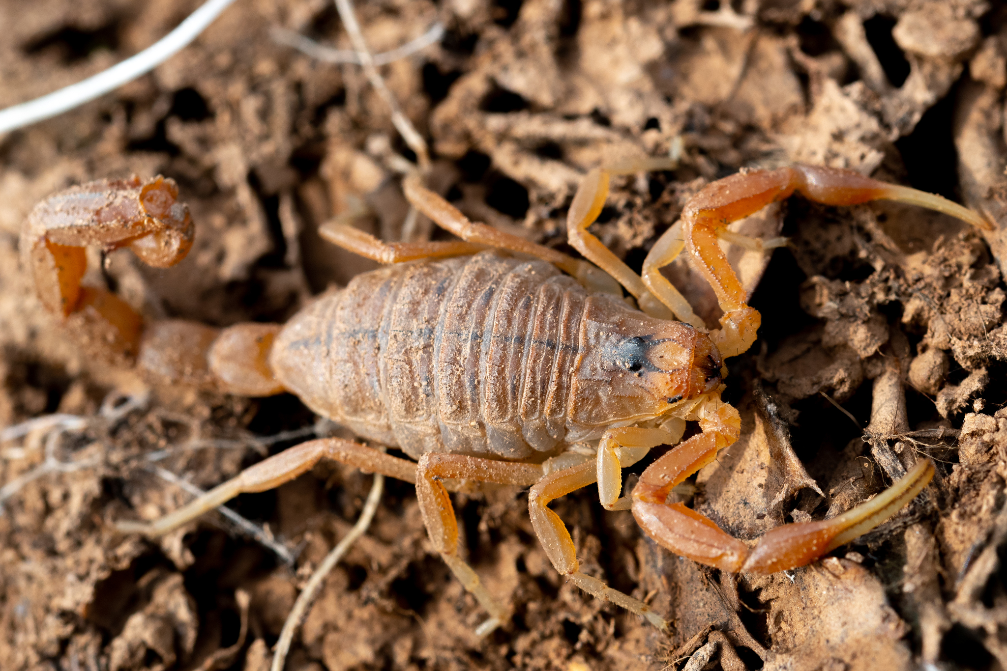 Buthidae Family Buthidae Hi Res Stock Photography And Images Alamy
