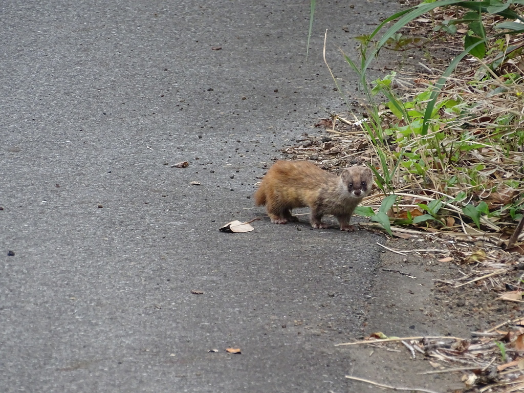 Japanese Weasel (Mustela itatsi) - Know Your Mammals
