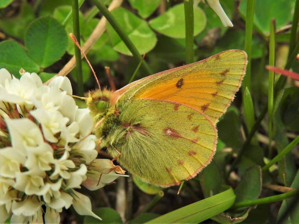 Colias vauthierii cunninghami from Magallanes Province, Magallanes y ...