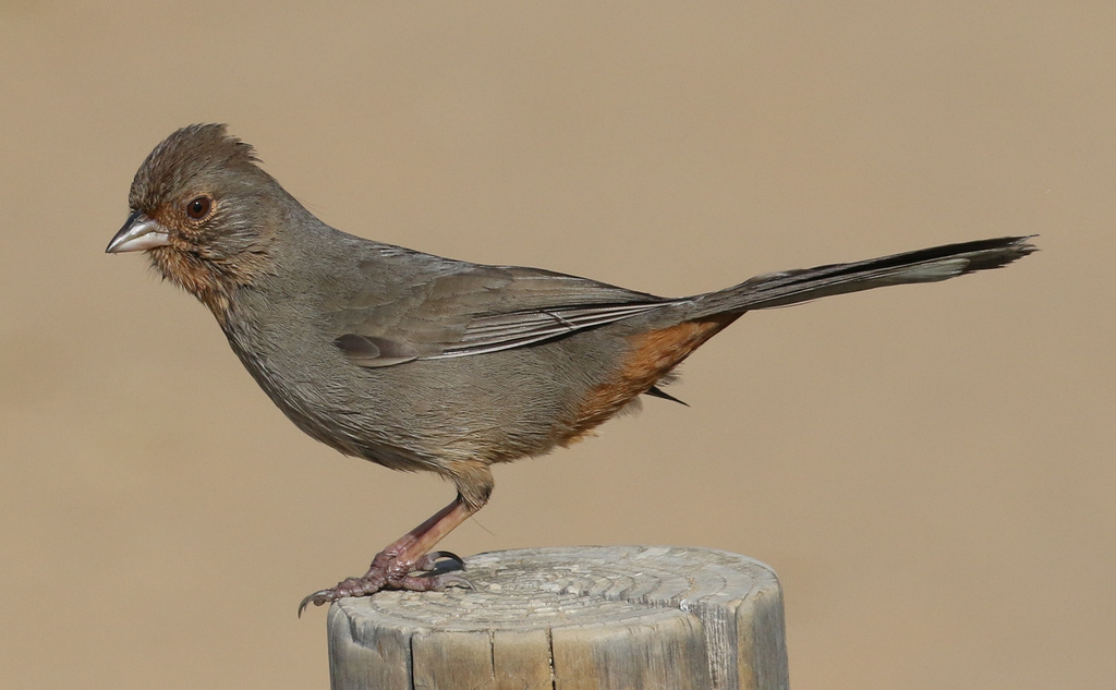 California Towhee from Torrey Preserve, San Diego, CA, USA on January ...