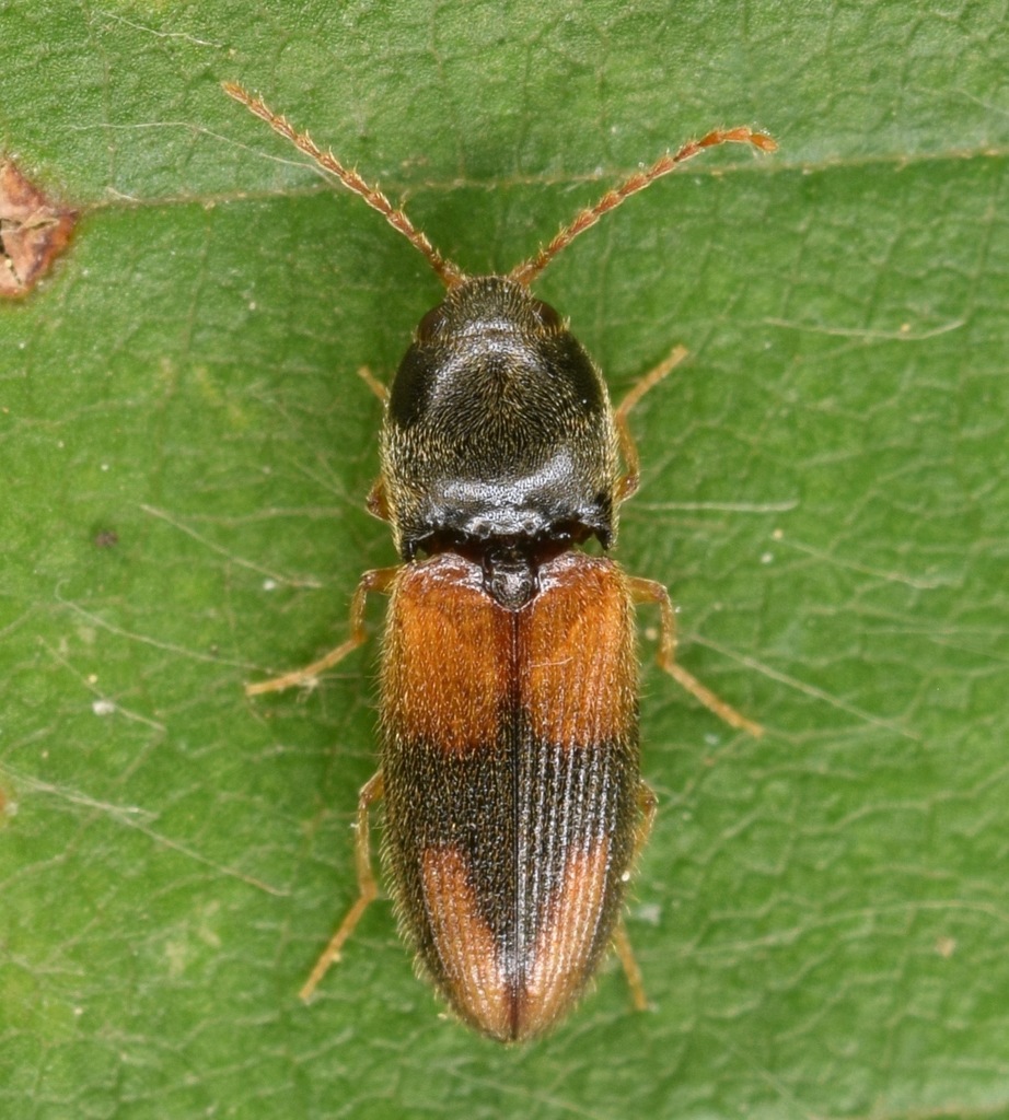 Horistonotus curiatus (Click Beetles [Elateridae] of Georgia) · iNaturalist