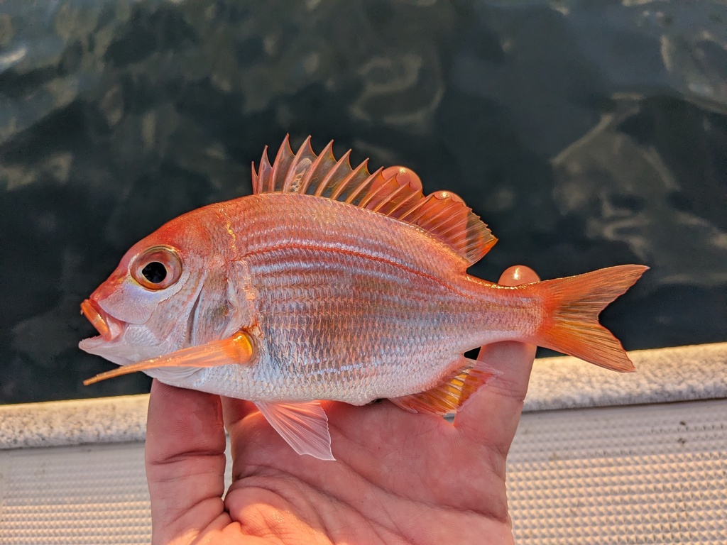 Yellowback Seabream in September 2025 by Michael Verdirame · iNaturalist