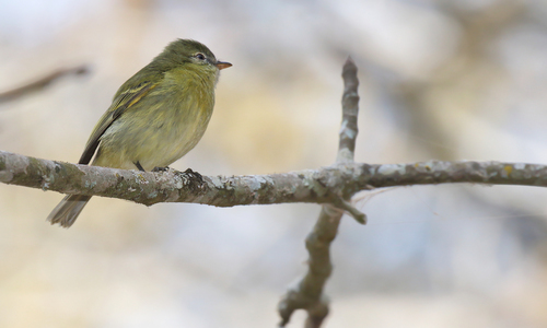 Rough-legged Tyrannulet (Acrochordopus burmeisteri) · iNaturalist