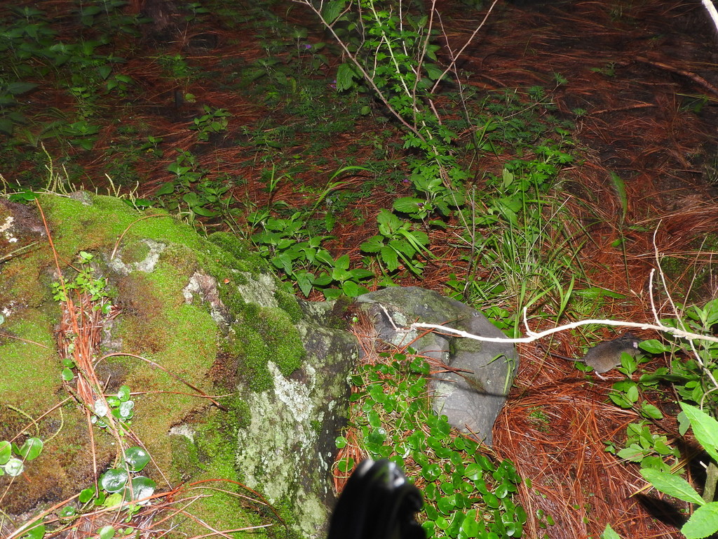 Mexican volcano mouse from San Pablo Oztotepec, CDMX on August 8, 2019 ...