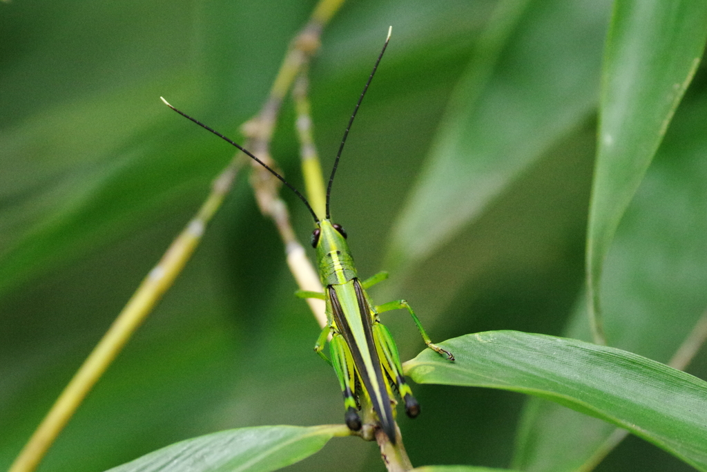 Yellow-spined Bamboo Locust from 中国浙江省杭州市临安区 邮政编码: 311399 on July 16 ...