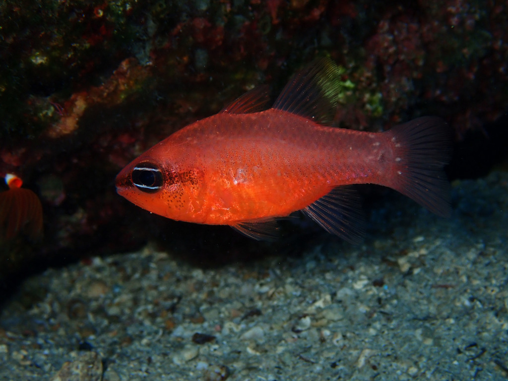Salmonete real (Peces del Mediterráneo) · BioDiversity4All