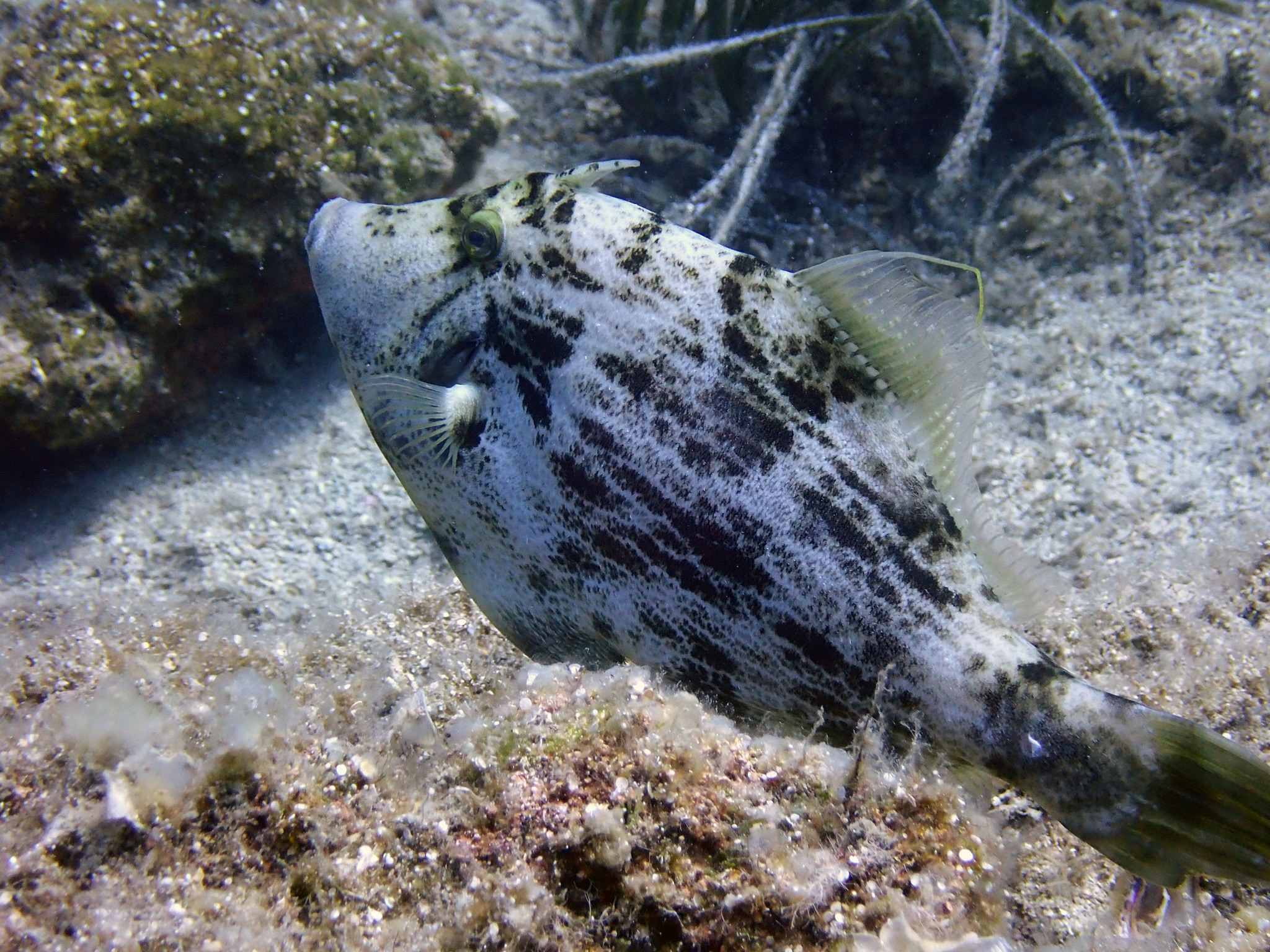 Stephanolepis diaspros Fraser-Brunner, 1940