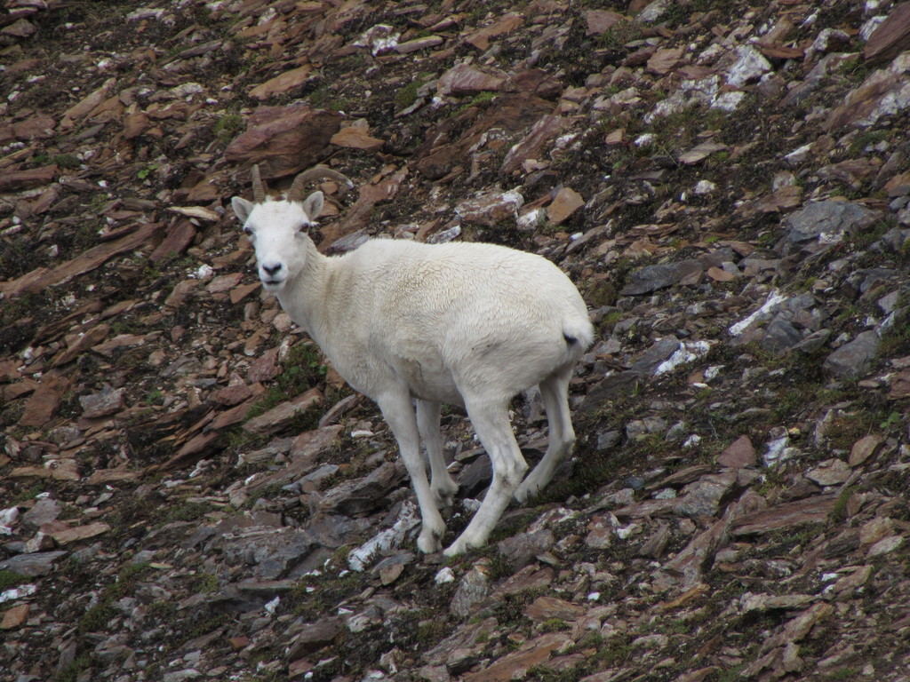Dall's Sheep (Ovis dalli dalli) - Know Your Mammals