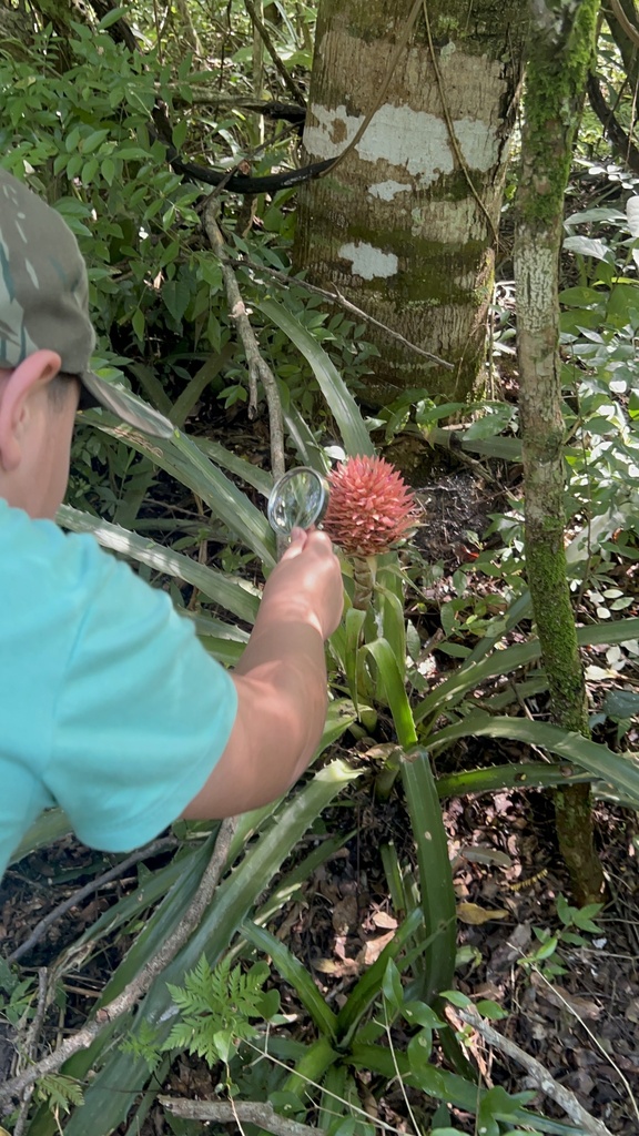 False Pineapple from Corrientes, Corrientes, AR on November 29, 2025 at ...