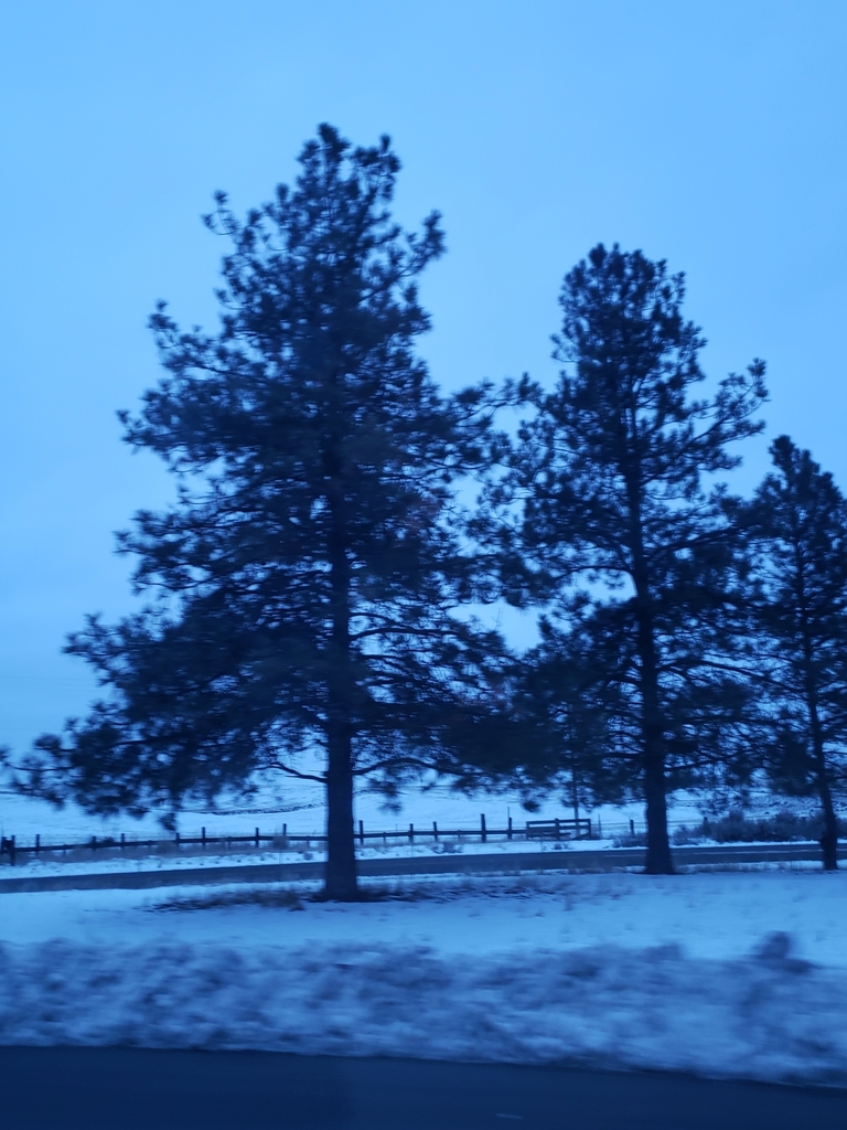 North Plateau Ponderosa Pine from Sprague, WA 99032, USA on January 13 ...