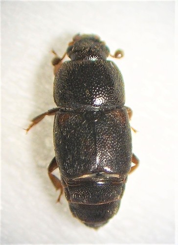 Genus Urophorus · iNaturalist