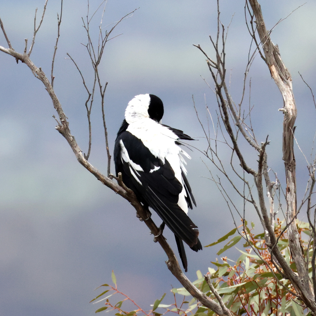 Australian Magpie from Little River VIC 3211, Australia on November 22 ...