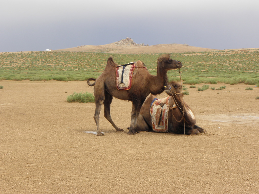 Camels (Camelus) - Know Your Mammals