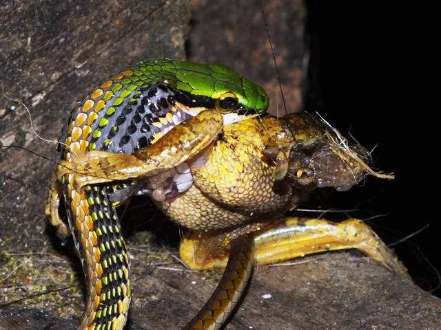 Mexican Parrot Snake from Green Hills Butterfly Ranch, Cayo District ...