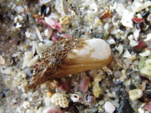 Gregariella barbata · iNaturalist