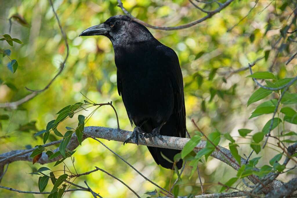 American Crow from Miami-Dade County, FL, USA on November 23, 2025 at ...