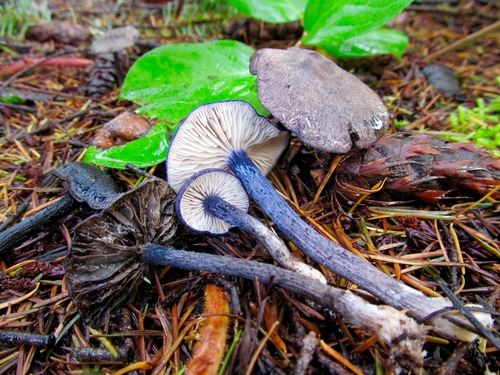 Leptonia cyanea · iNaturalist