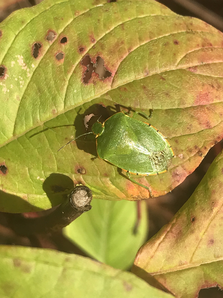 Green Stink Bug from Tacoma, WA, US on November 28, 2025 at 12:53 PM by ...