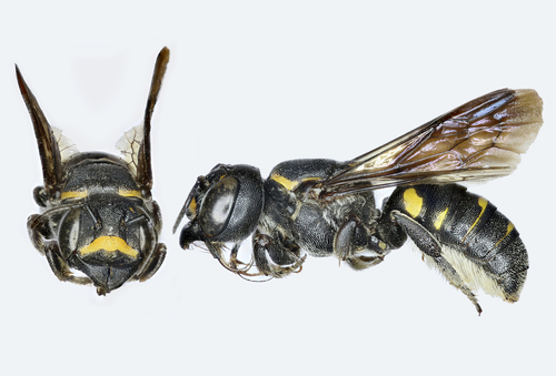 Tenochtitlan Aztec-Resin Bee (Aztecanthidium tenochtitlanicum ...