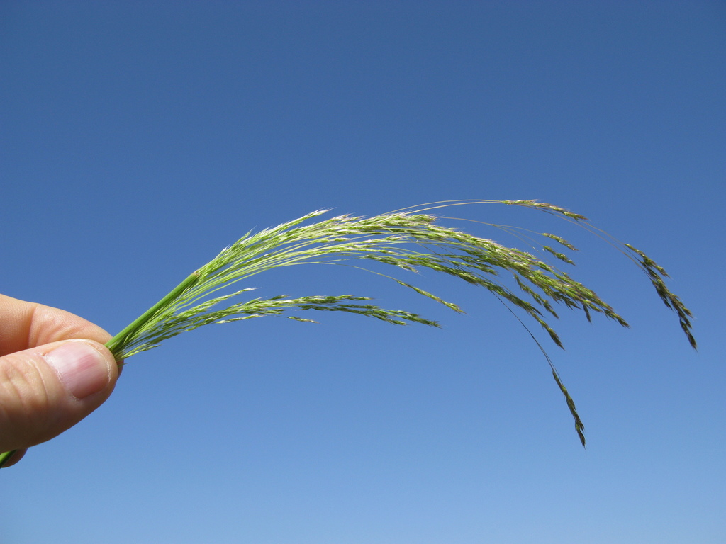 blown grass (Lachnagrostis filiformis) - Botanical Realm