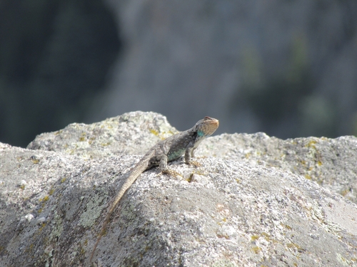 Prairie Lizard (Sceloporus consobrinus) - Snakes and Lizards
