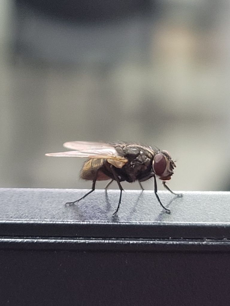 Common House Fly from GX6F+RX, San Carlos, Ñuble, Chile on November 30 ...