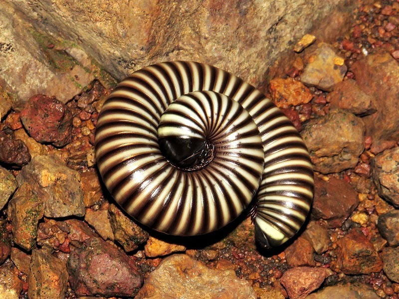 Zebra Songololo from Mlawula Nature Reserve, trail opposite Magadzavane ...