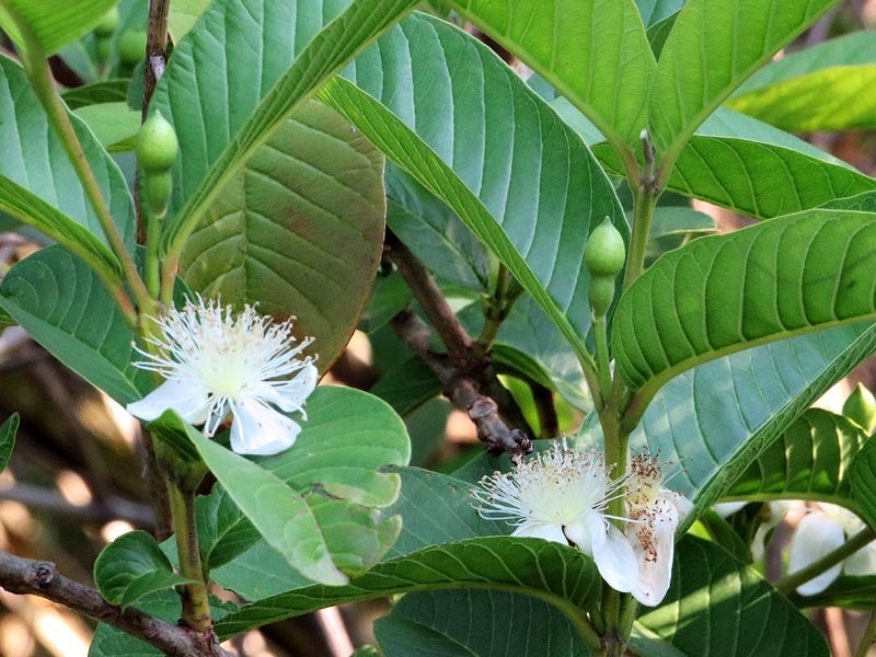 Common guava from Rosecraft Farm on November 8, 2018 by Kate Braun ...