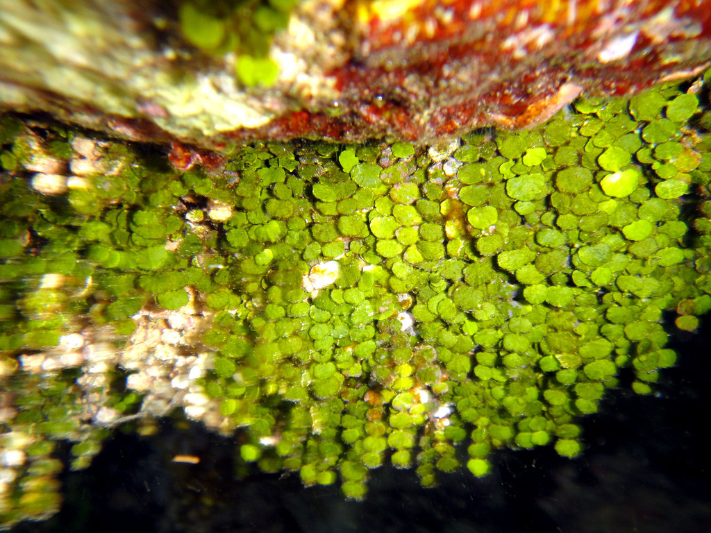 (Halimeda) - Botanical Realm