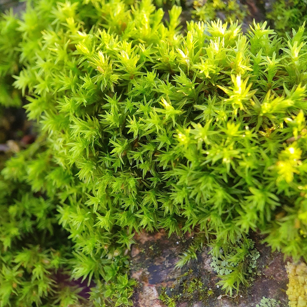 Bird's-Claw Beard-Moss from Tansor, Peterborough PE8 5HF, UK on ...