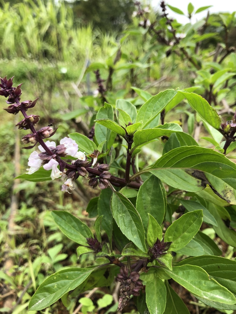 Sweet basil from 三峽區, TW on January 14, 2020 at 01:26 PM by lintzung ...