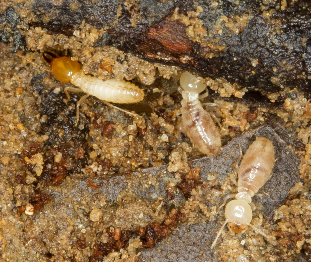 Formosan subterranean termite from Uehara, Taketomi, Yaeyama District ...