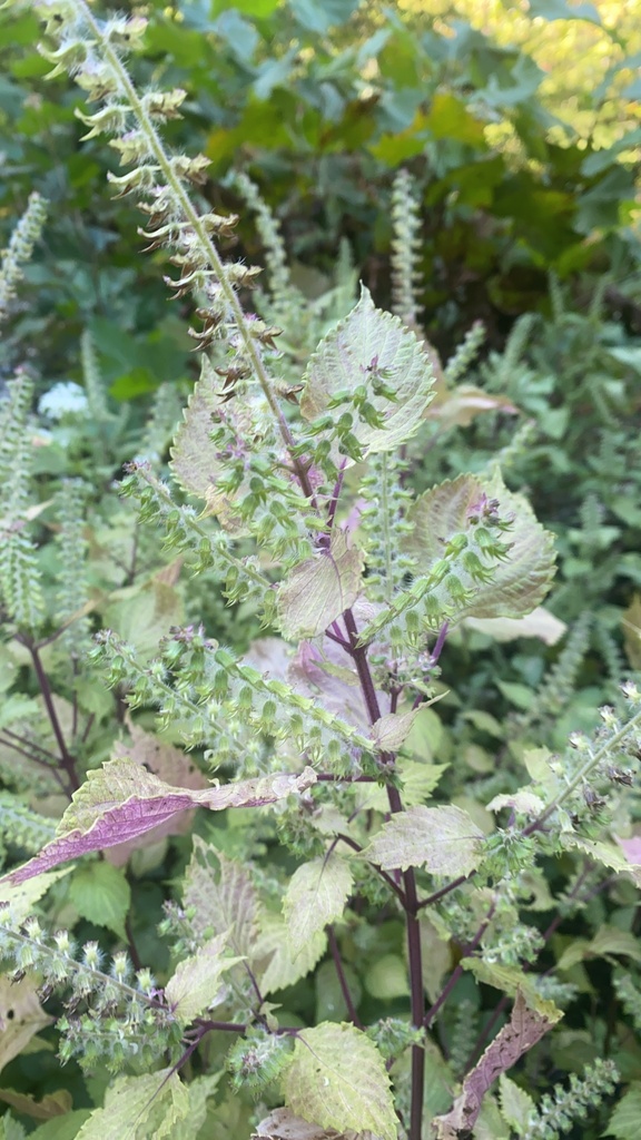 beefsteak plant from Monroe County, TN, USA on September 27, 2025 at 05 ...