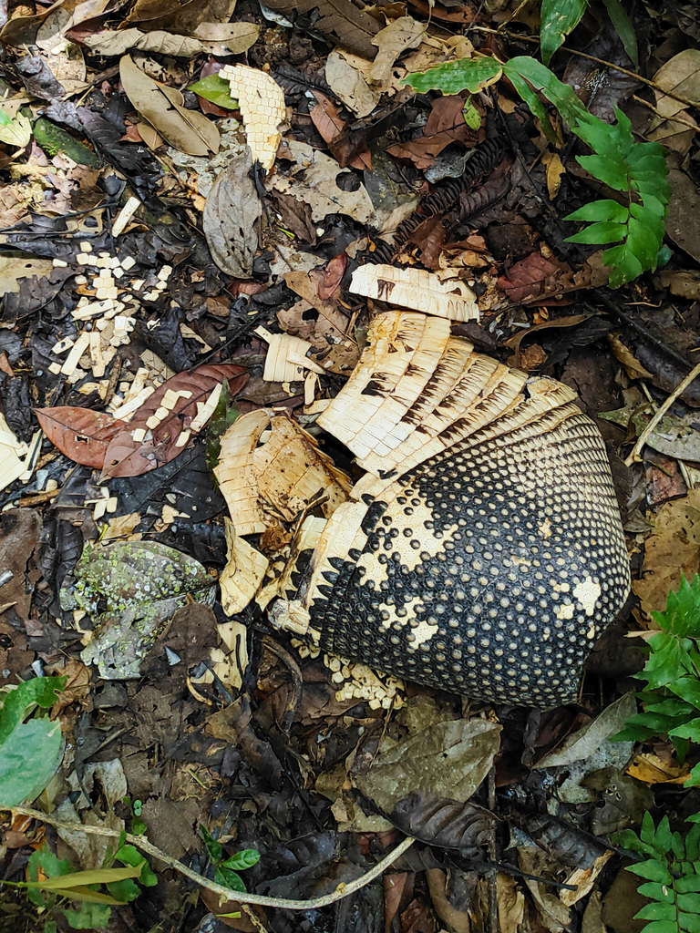 Long-nosed Armadillos from Bacia do Rio Purus, Sena Madureira, Acre ...