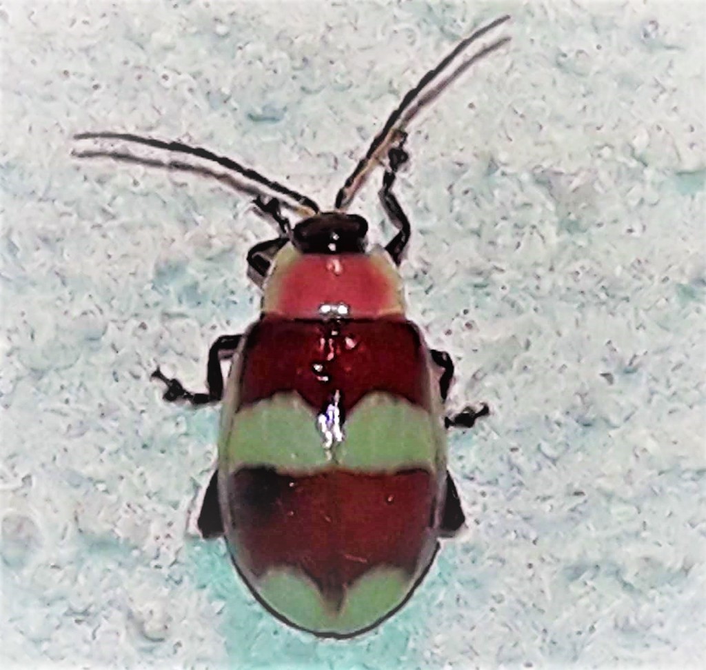 Asphaera semifulva from Berlín, Provincia de Alajuela, San Ramón, Costa ...