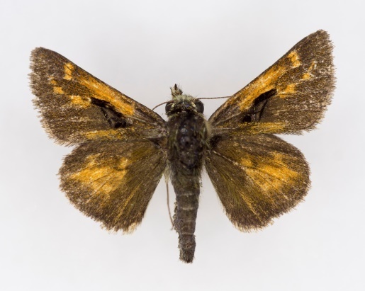Draco Skipper (Denver-Boulder Metro Area: Butterflies and Moths ...