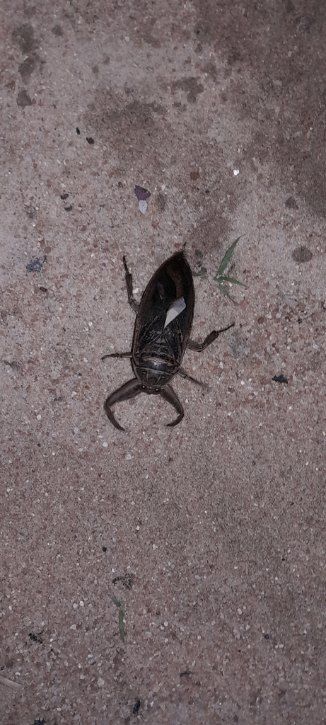African Giant Water Bug from W9JJ+X7, Chimoio, Moçambique on November ...