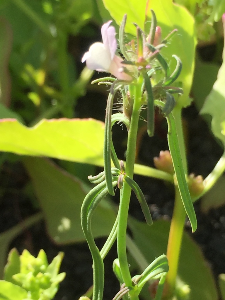 Misopates salvagense (Madeira Pflanzen Endemiten) · iNaturalist