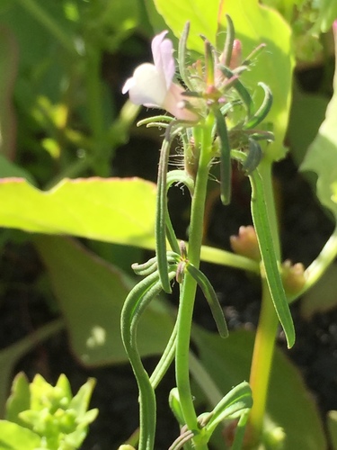 Misopates salvagense (Madeira Pflanzen Endemiten) · iNaturalist