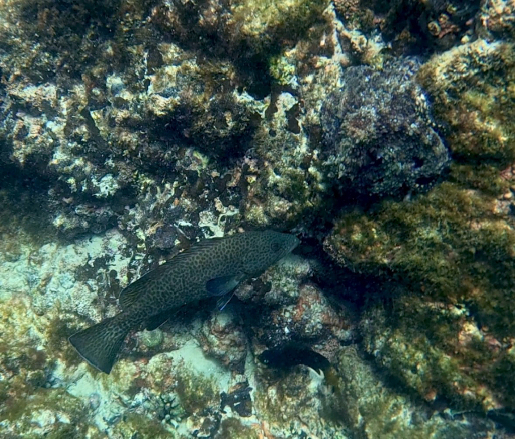 Sailfin Grouper in November 2025 by Ryan Chaffee. staring at a ...