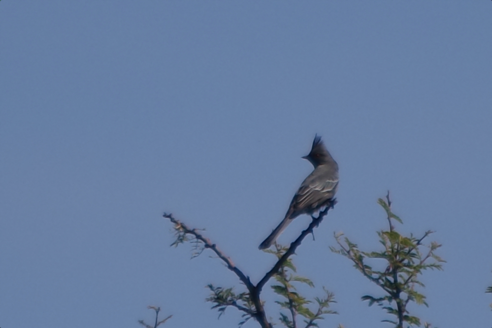 Phainopepla from Lagos de Moreno, Jal., México on November 29, 2025 at ...